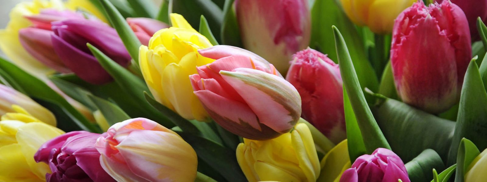 Tuincentrum Ockenburgh Den Haag